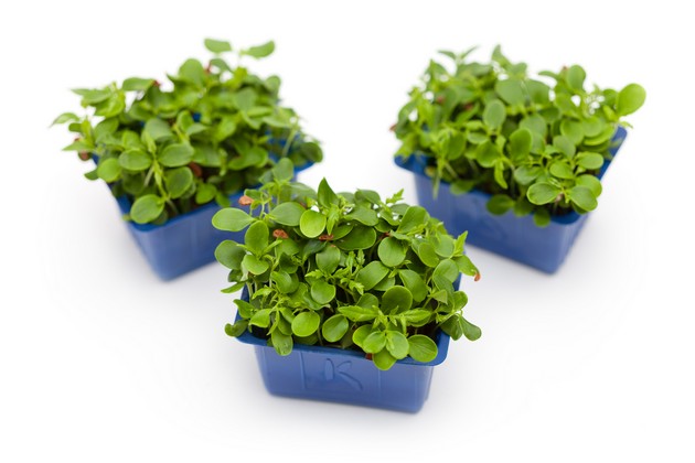 tahoon cress - Van der Mey